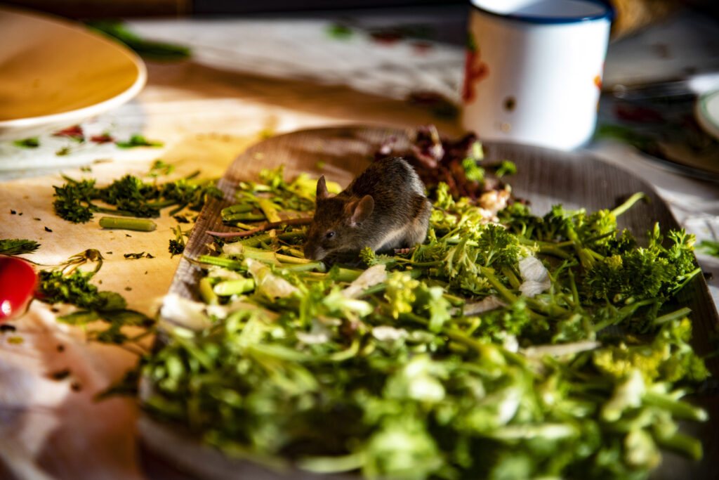 Five Ways To Prevent Rodents in Commercial Businesses.