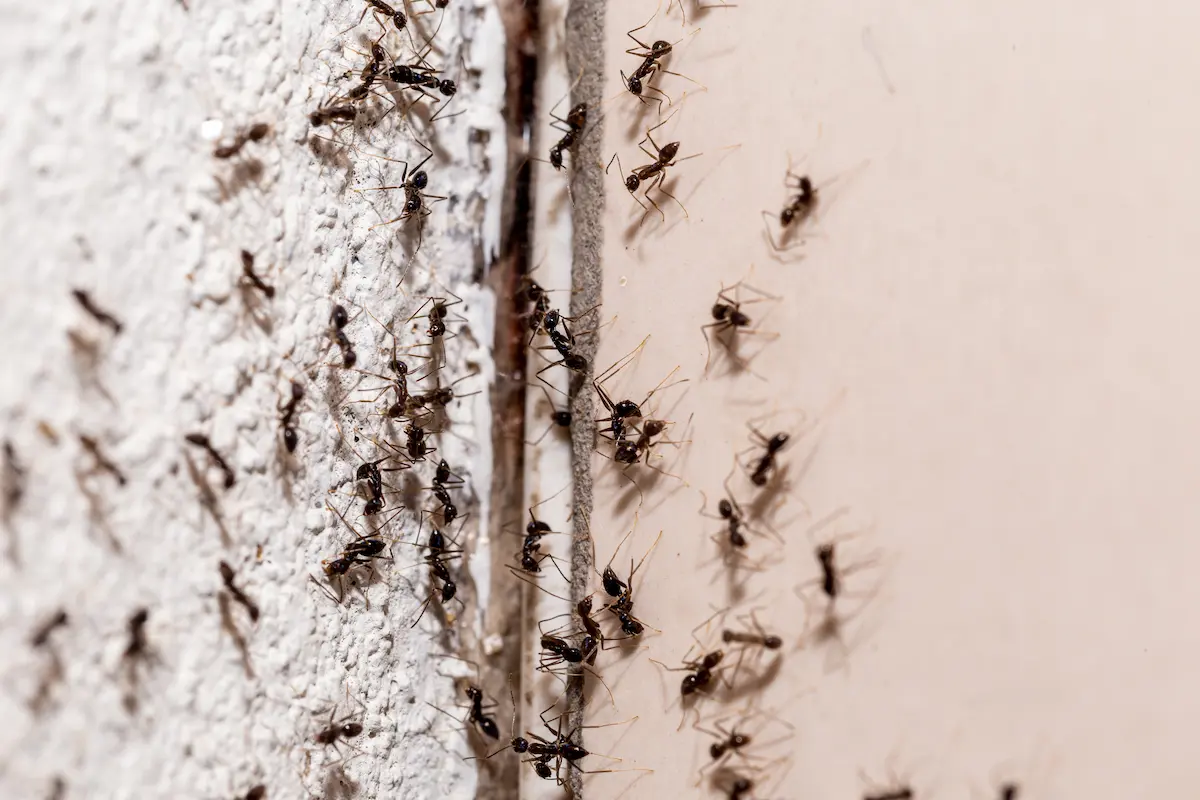 The 5 Worst Pests For Businesses %page